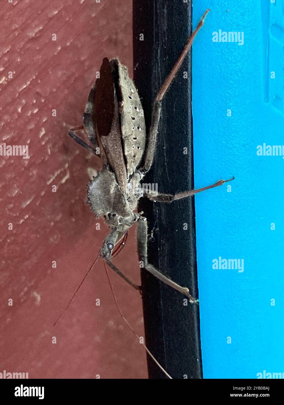 North American Wheel Bug (Arilus cristatus) Insecta Stock Photo - Alamy