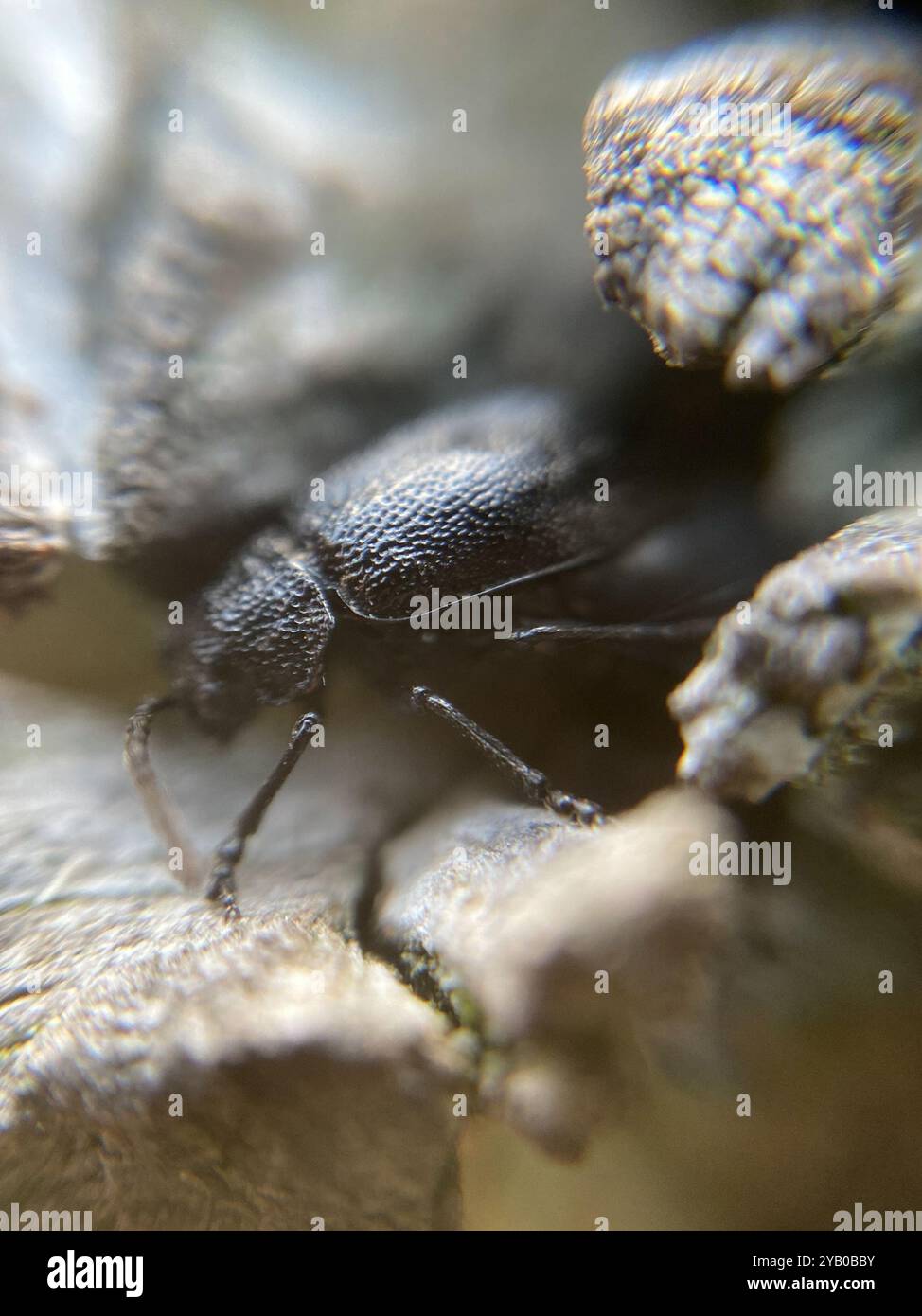 black-punctured leaf beetle (Galeruca tanaceti) Insecta Stock Photo - Alamy