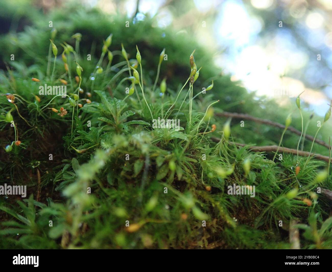 Silky Forklet-moss (Dicranella heteromalla) Plantae Stock Photo - Alamy
