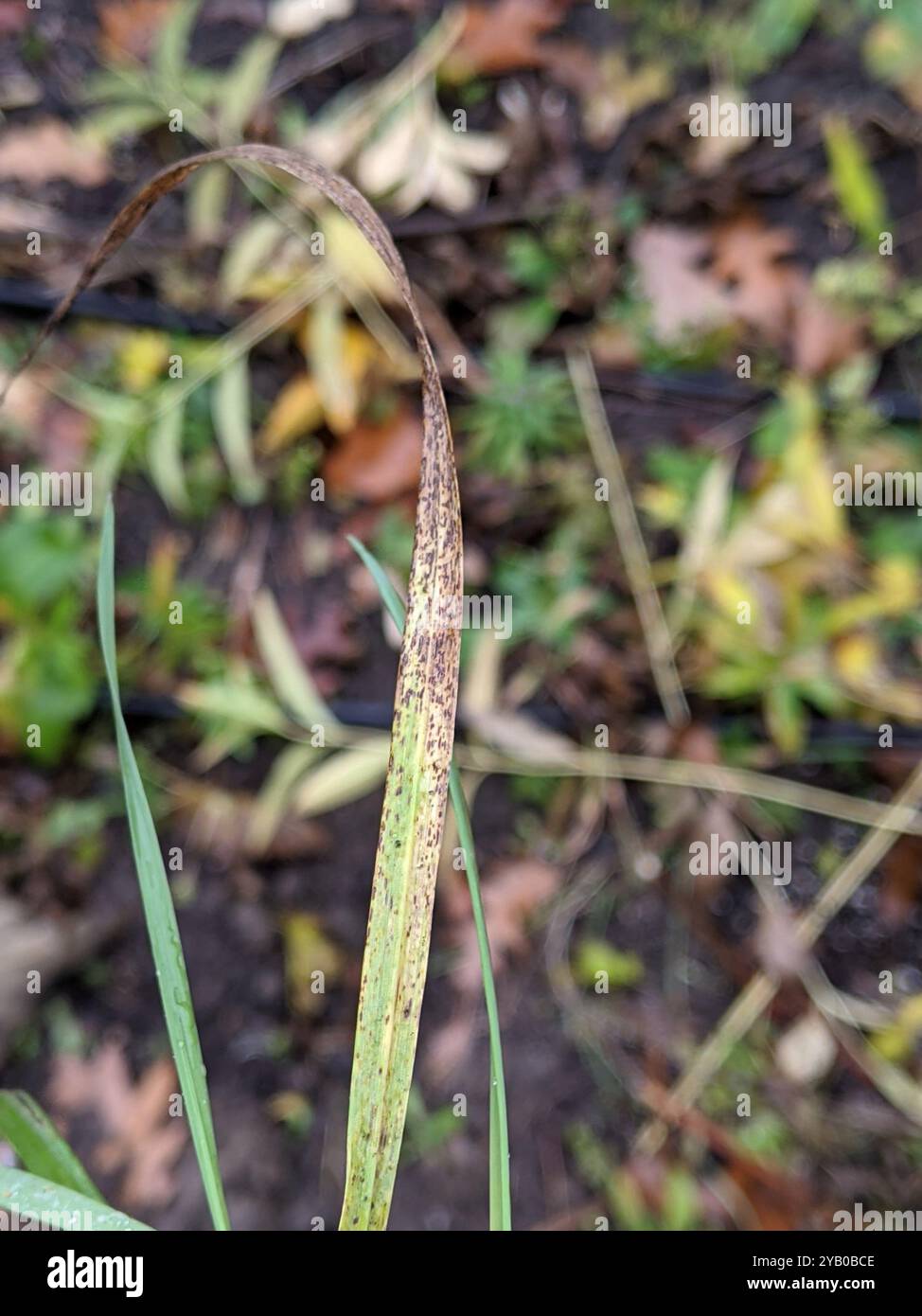 Lemongrass Rust (Puccinia nakanishikii) Fungi Stock Photo - Alamy