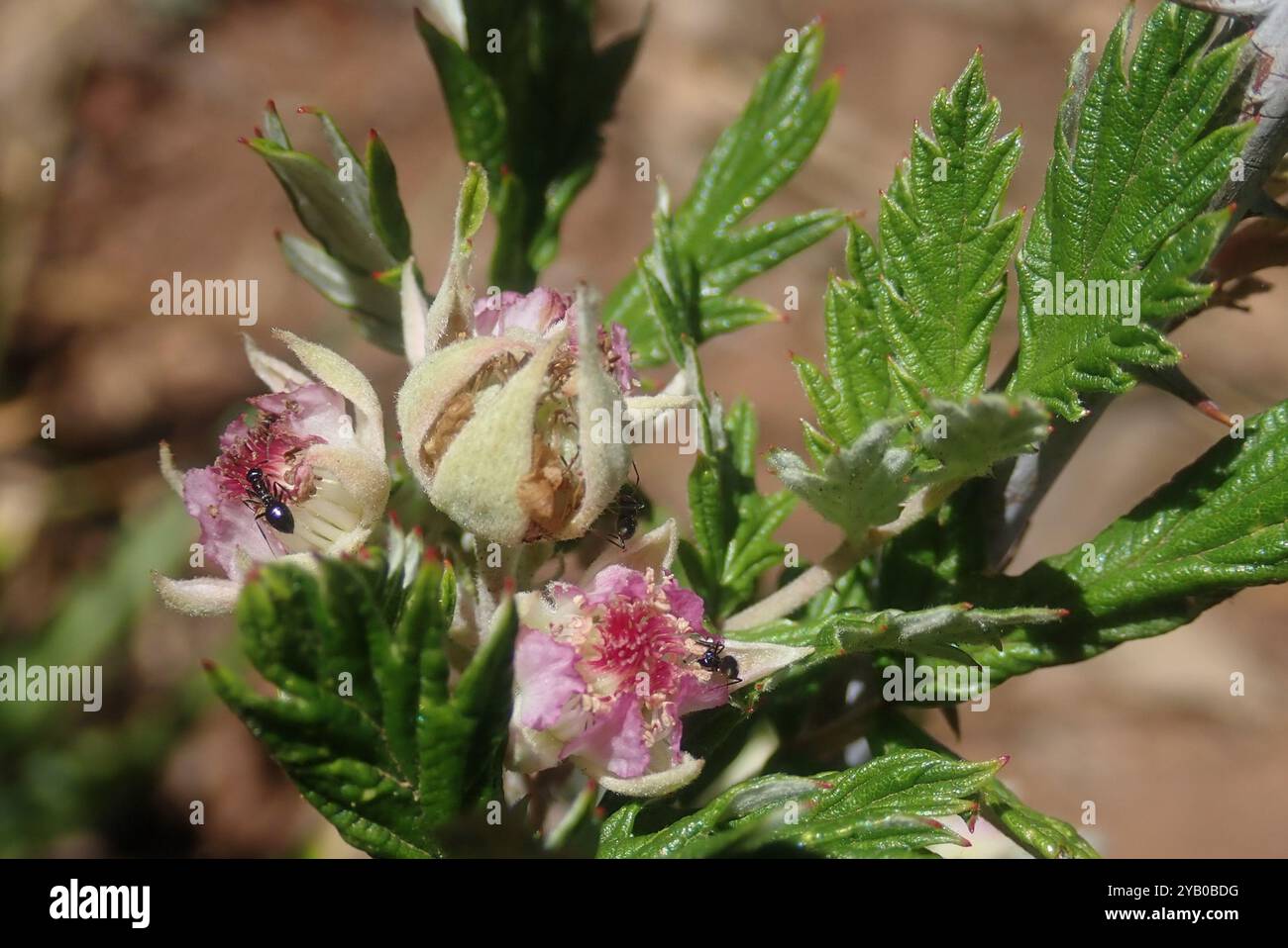 Silver Bramble (Rubus ludwigii) Plantae Stock Photo - Alamy