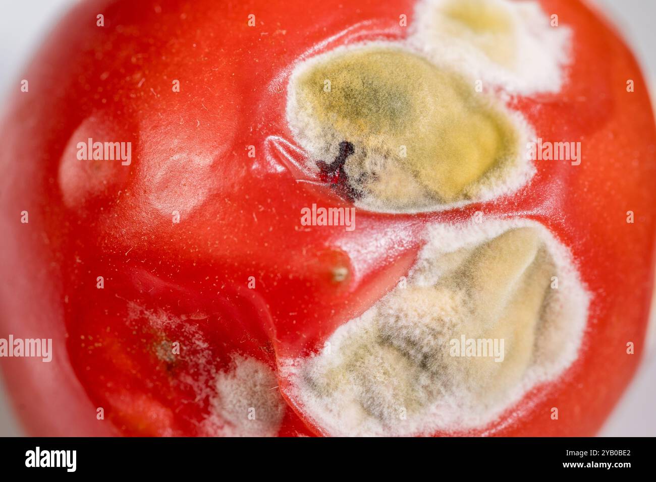 A Close-Up of a Rotten Tomato with Fungal Growths Stock Photo - Alamy