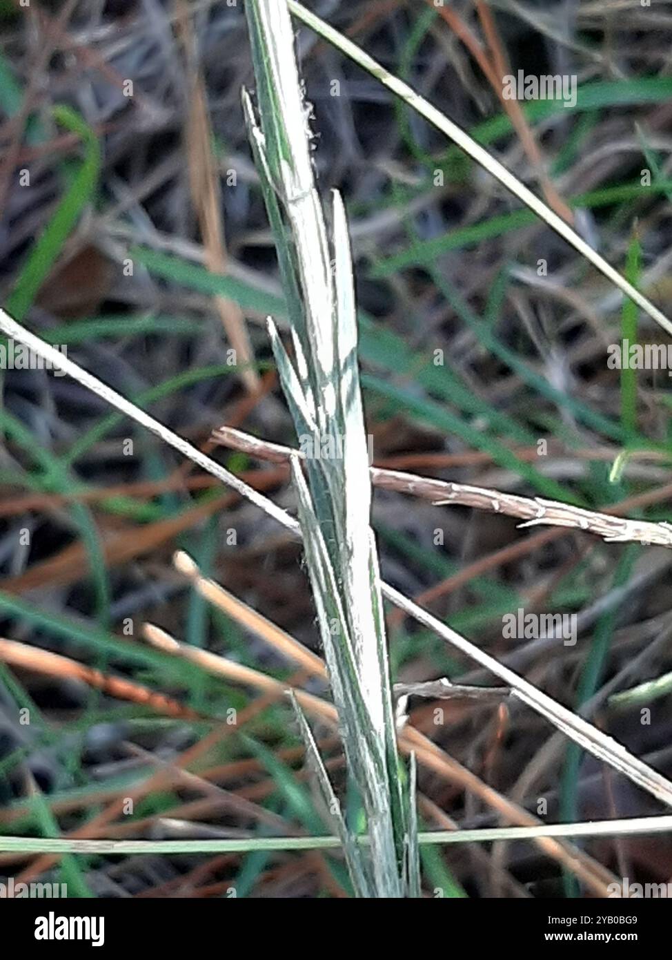 Silkgrasses (Pityopsis) Plantae Stock Photo - Alamy