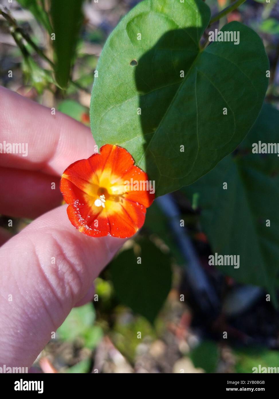 red morning glory (Ipomoea coccinea) Plantae Stock Photo - Alamy
