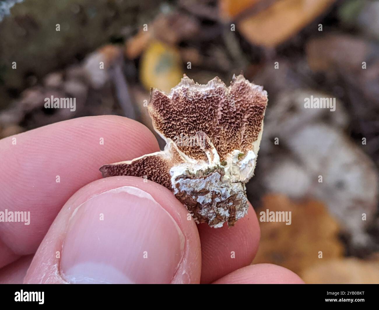 violet-toothed polypore (Trichaptum biforme) Fungi Stock Photo - Alamy