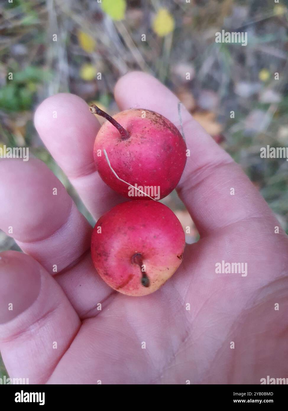European Wild Apple (Malus sylvestris) Plantae Stock Photo - Alamy
