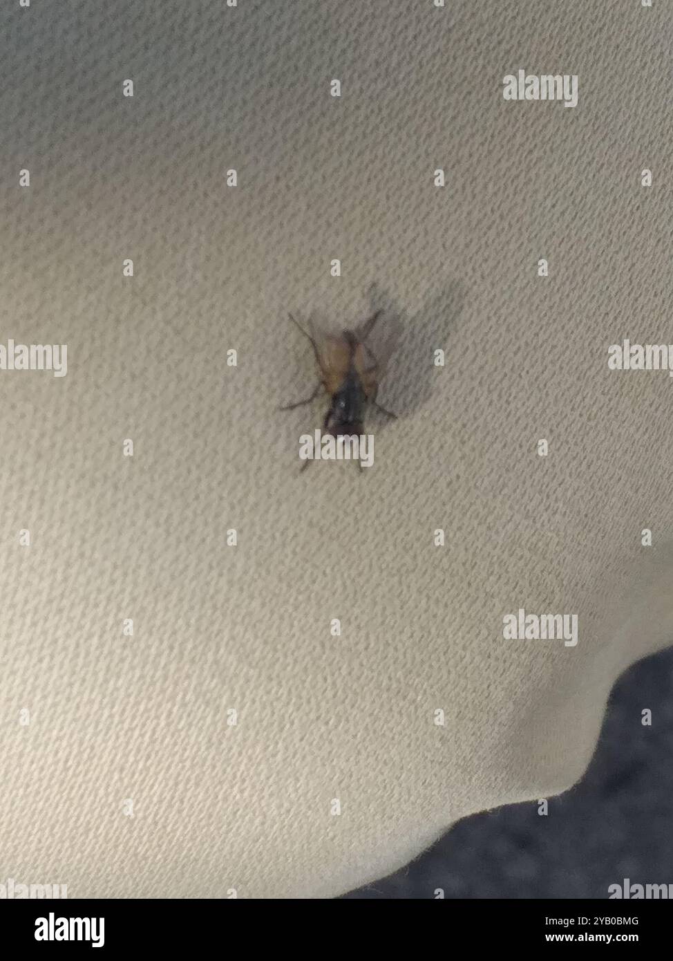 Common House Fly (Musca domestica) Insecta Stock Photo - Alamy