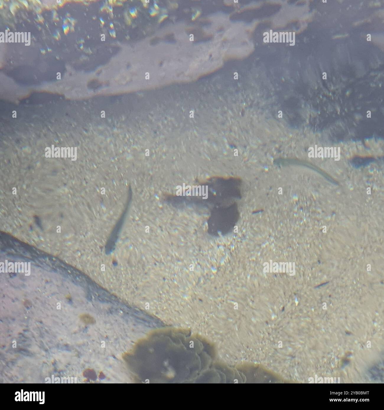 Ray-finned Fishes (Actinopterygii) Actinopterygii Stock Photo - Alamy