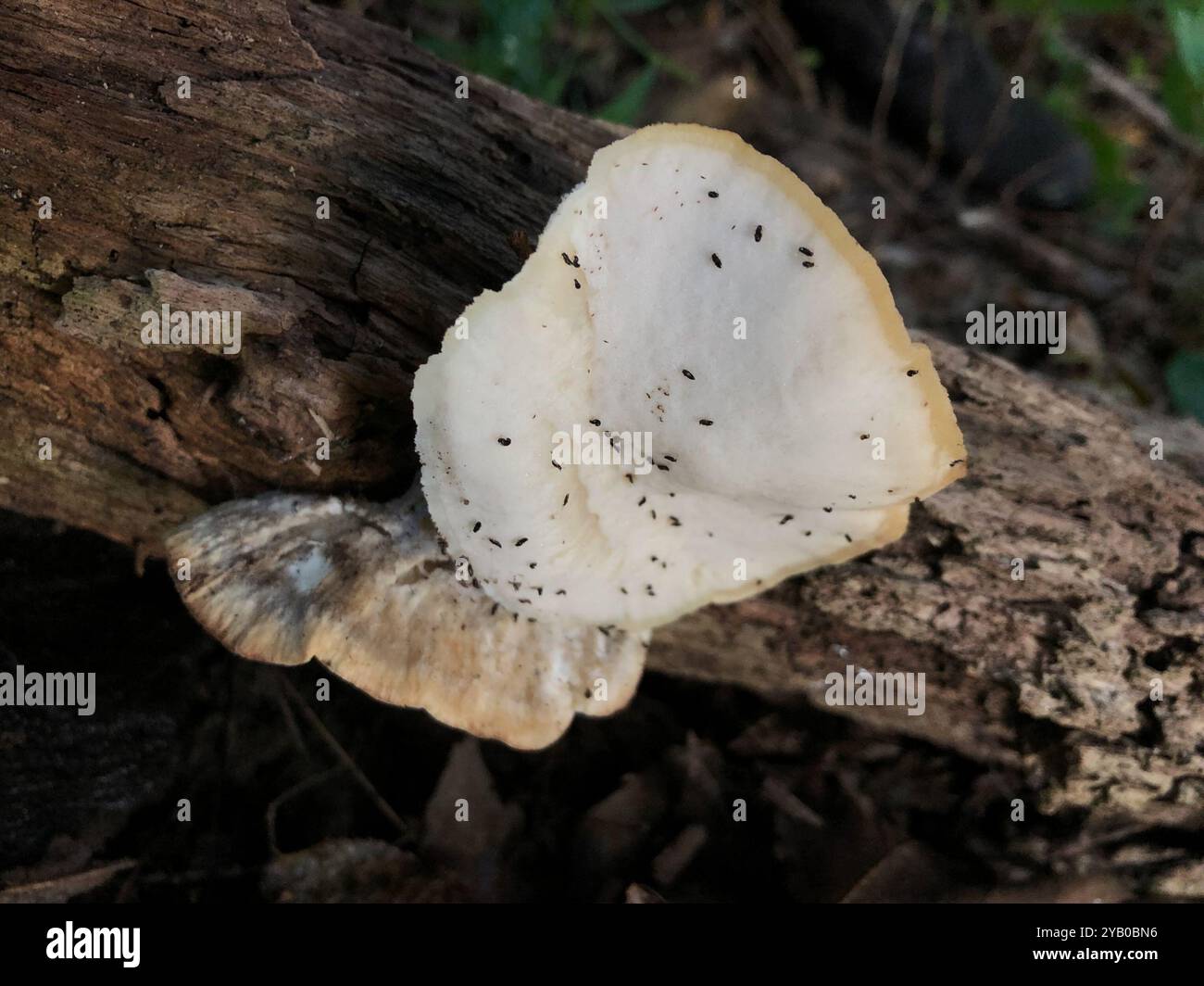 green cheese polypore (Fomitopsis spraguei) Fungi Stock Photo - Alamy