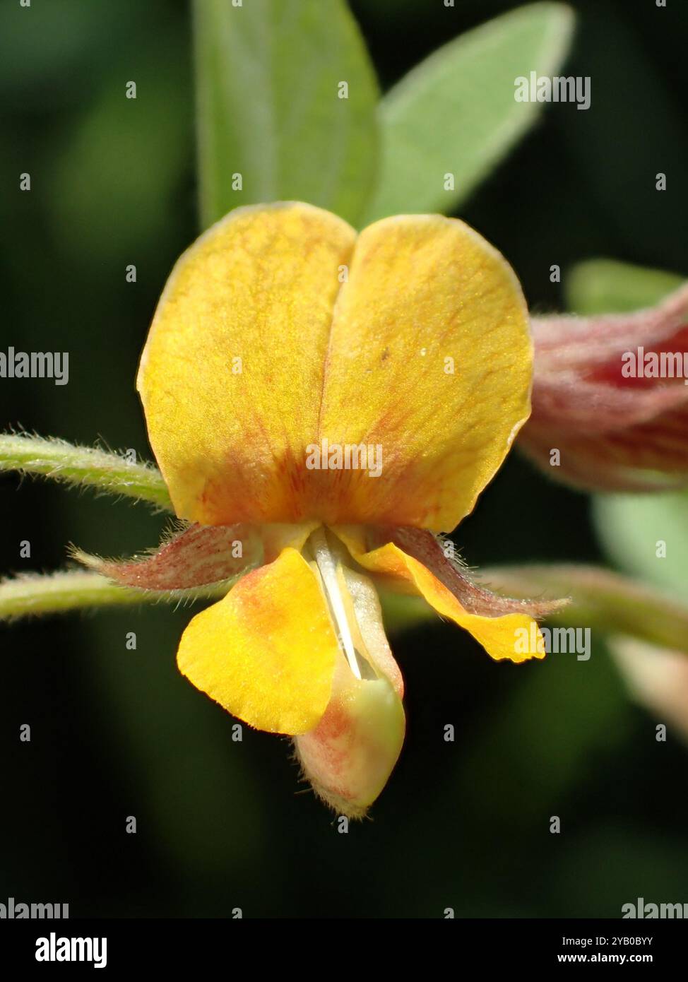 Showy Pigeonpea (Cajanus scarabaeoides) Plantae Stock Photo - Alamy