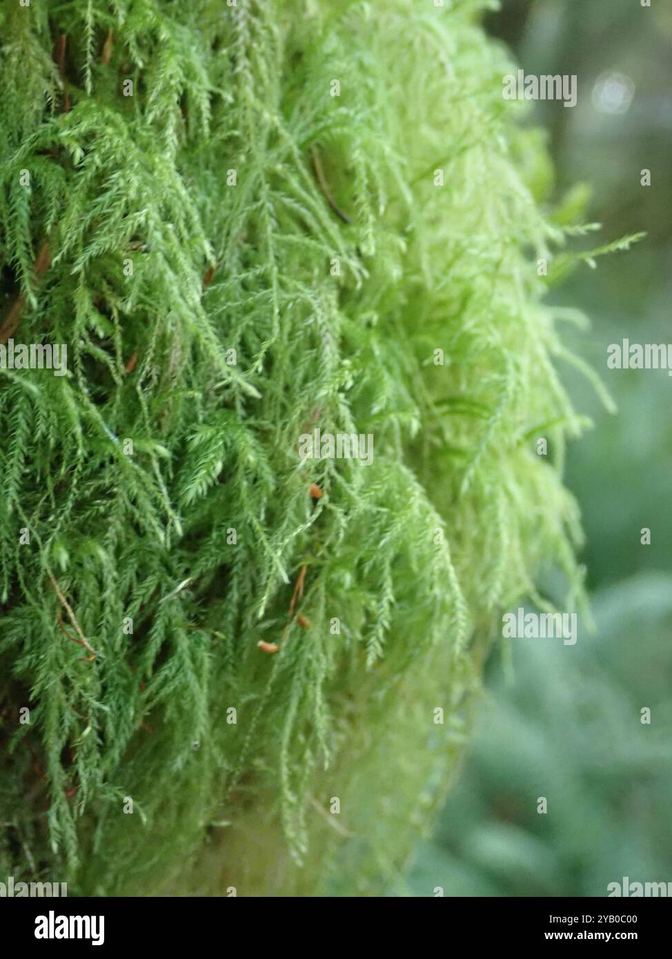 Cat's Tail Moss (Pseudisothecium stoloniferum) Plantae Stock Photo - Alamy