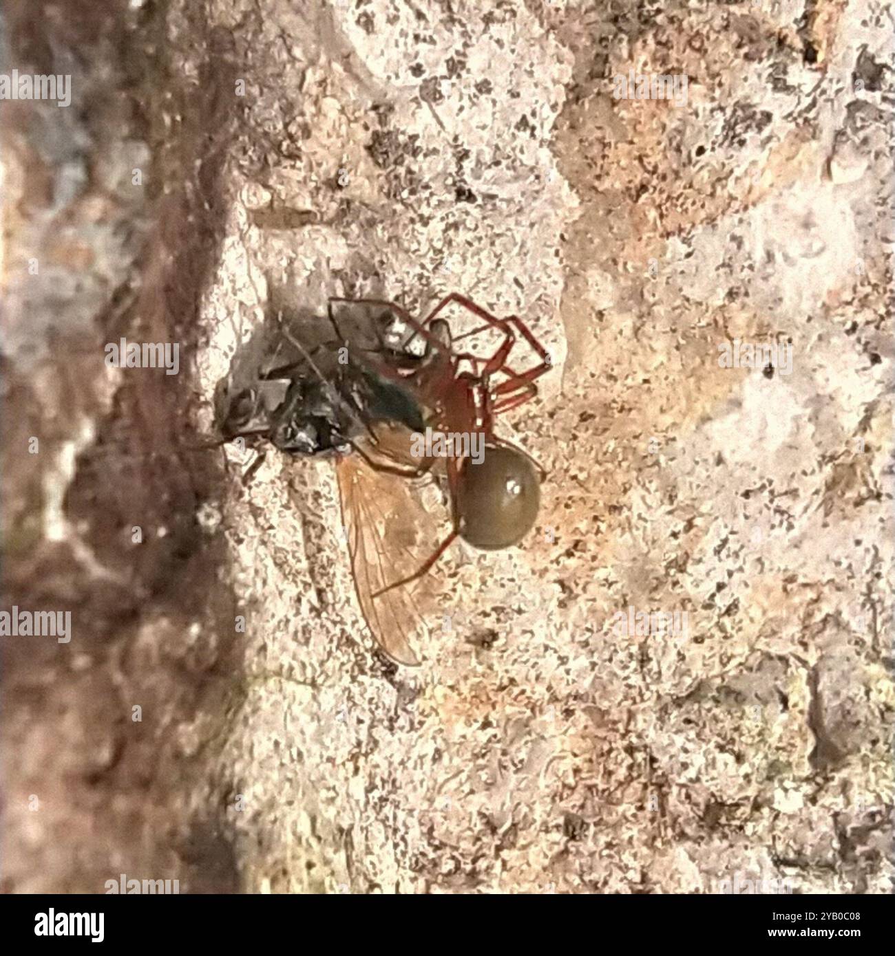 Sheetweb and Dwarf Weavers (Linyphiidae) Arachnida Stock Photo - Alamy