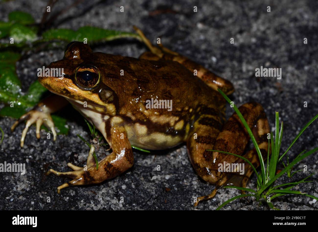 Cape River Frog (Amietia fuscigula) Amphibia Stock Photo - Alamy