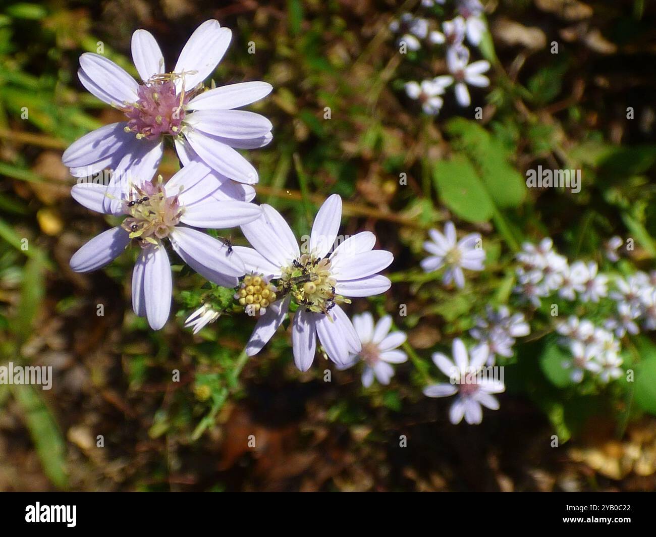 Common Blue Wood Aster (Symphyotrichum cordifolium) Plantae Stock Photo ...