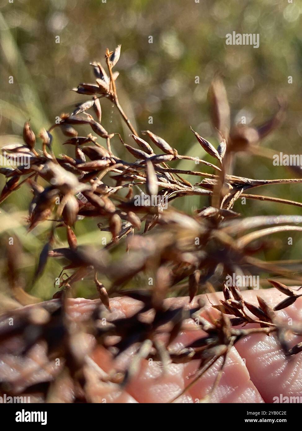 Jamaica swamp sawgrass (Cladium mariscus jamaicense) Plantae Stock ...