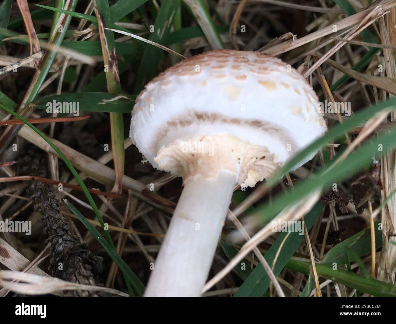 Stinking Dapperling (Lepiota cristata) Fungi Stock Photo - Alamy