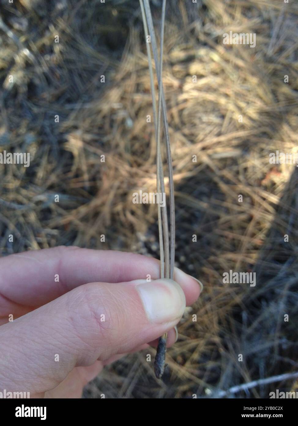 gray pine (Pinus sabiniana) Plantae Stock Photo - Alamy