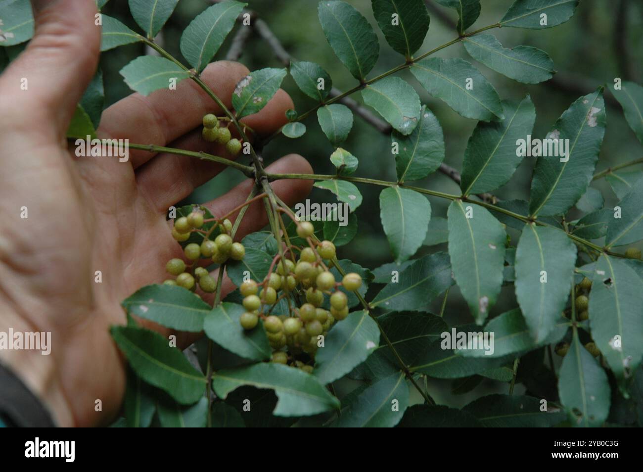 Small knobwood (Zanthoxylum capense) Plantae Stock Photo - Alamy