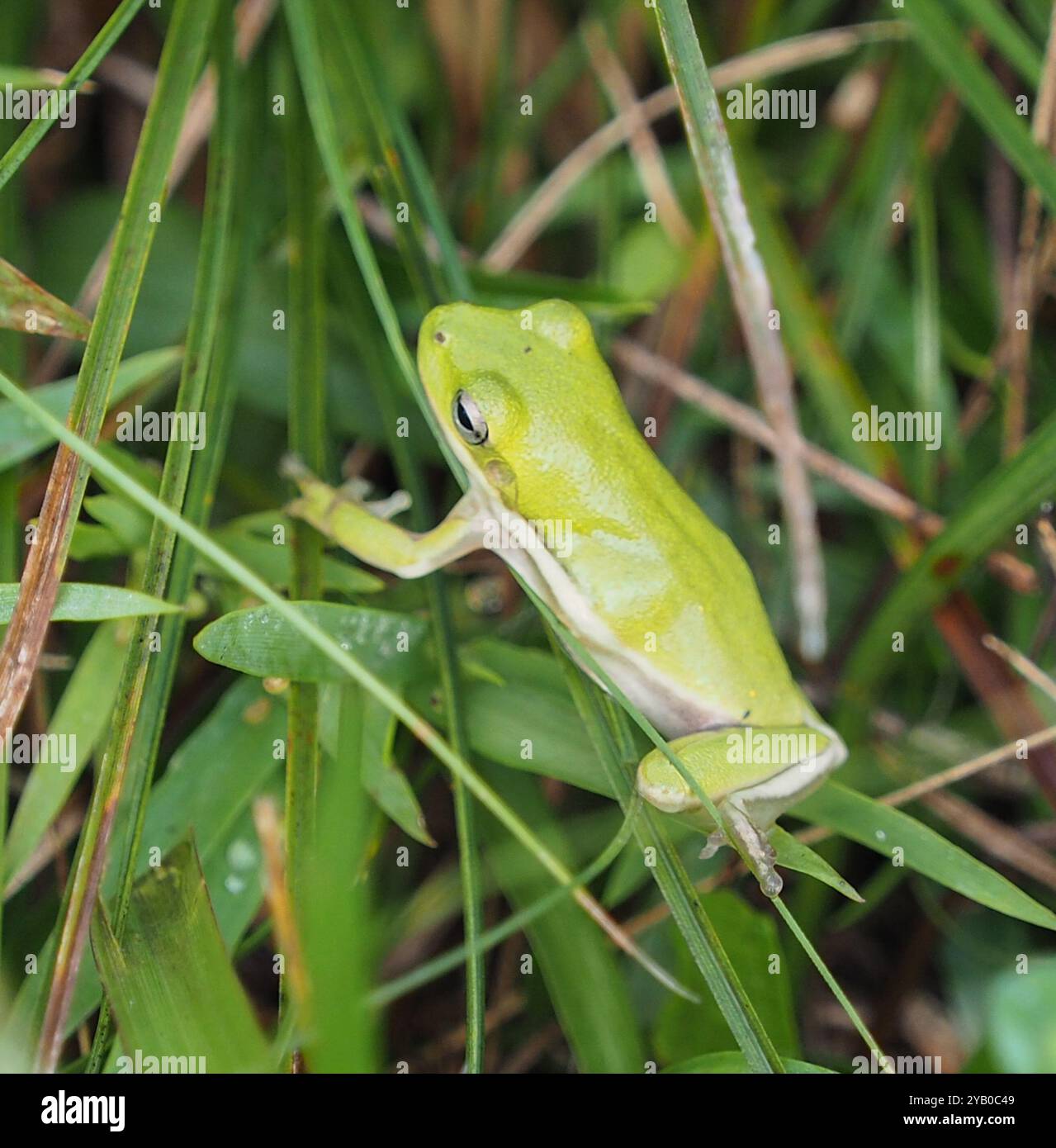 Green Treefrog (Hyla cinerea) Amphibia Stock Photo - Alamy
