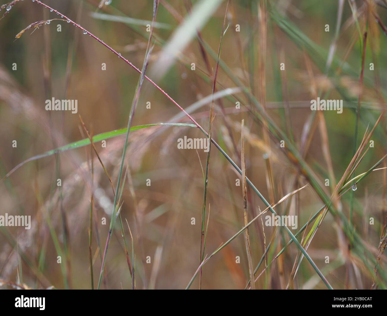 bluestems, lemon grasses, silvergrasses, and allies (Andropogoneae ...