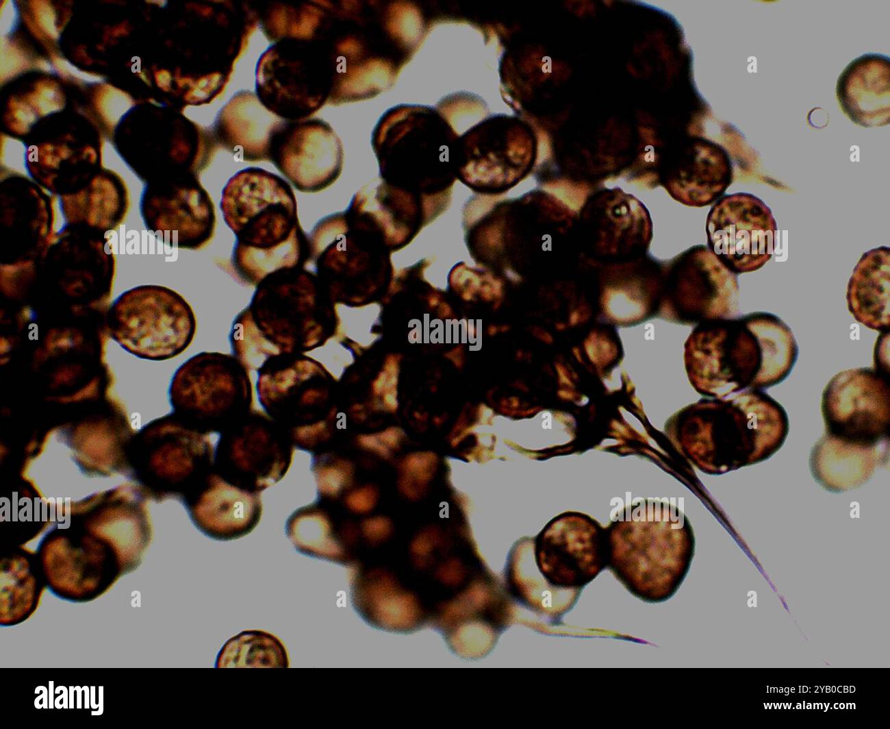 Tapioca Slime Mold (Brefeldia maxima) Protozoa Stock Photo - Alamy