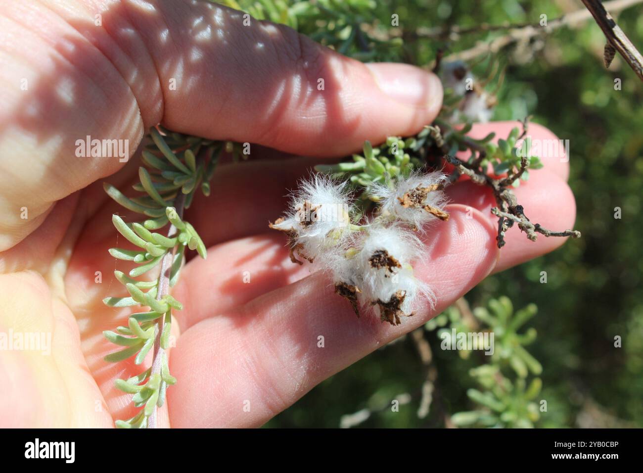 Cape Snow Bush (Eriocephalus africanus) Plantae Stock Photo - Alamy