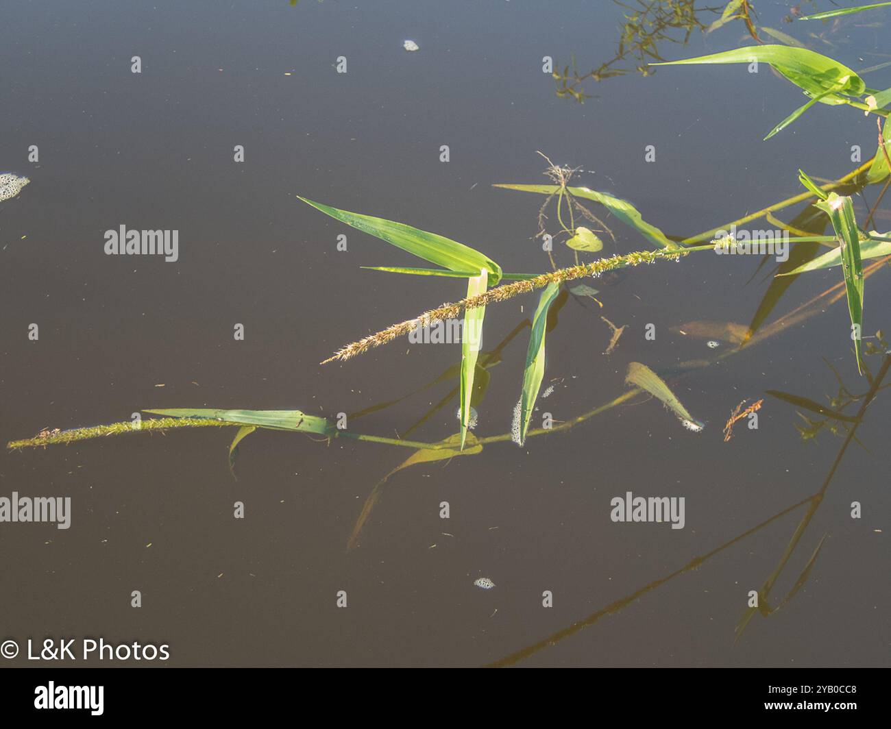 bristlegrasses, rosette grasses, barnyard grasses, and allies (Paniceae ...