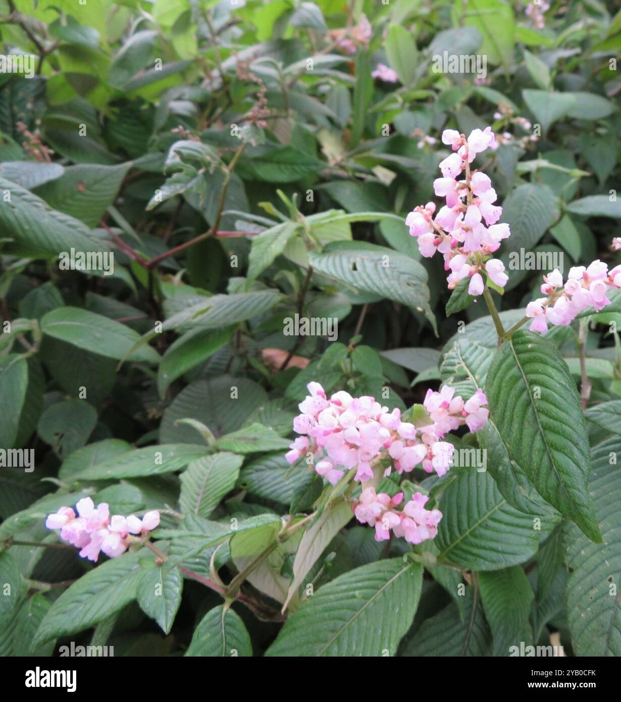 Lesser Knotweed (Koenigia campanulata) Plantae Stock Photo - Alamy