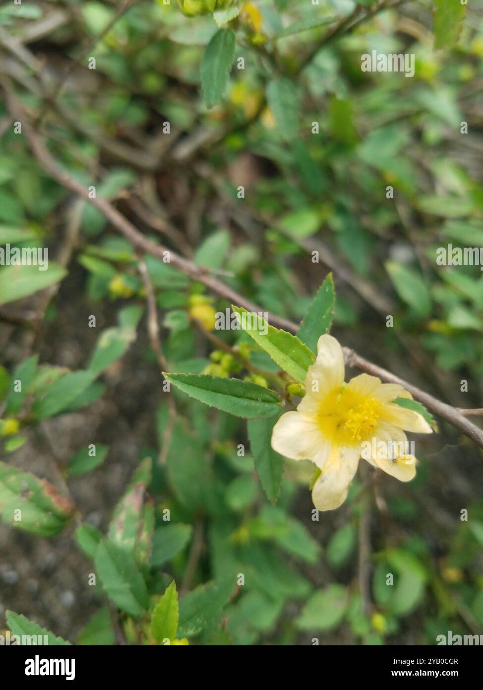 Spinyhead Sida (Sida acuta) Plantae Stock Photo - Alamy