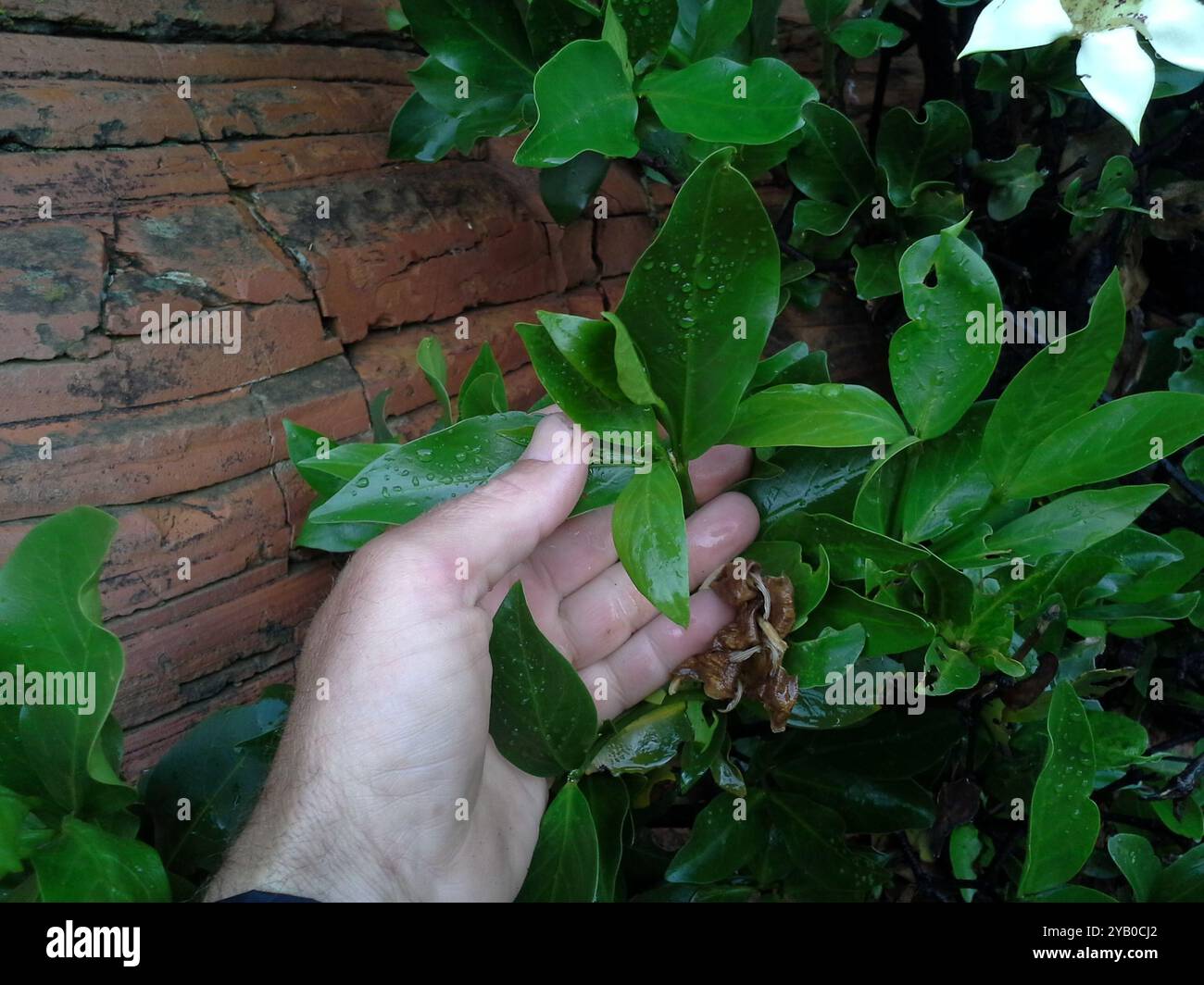 Rothmannia capensis hi-res stock photography and images - Alamy