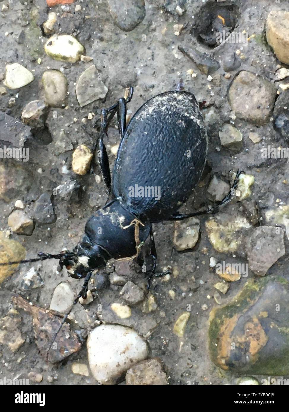 (Carabus coriaceus) Insecta Stock Photo - Alamy