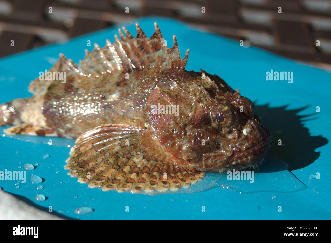California Scorpionfish (Scorpaena guttata) Actinopterygii Stock Photo ...