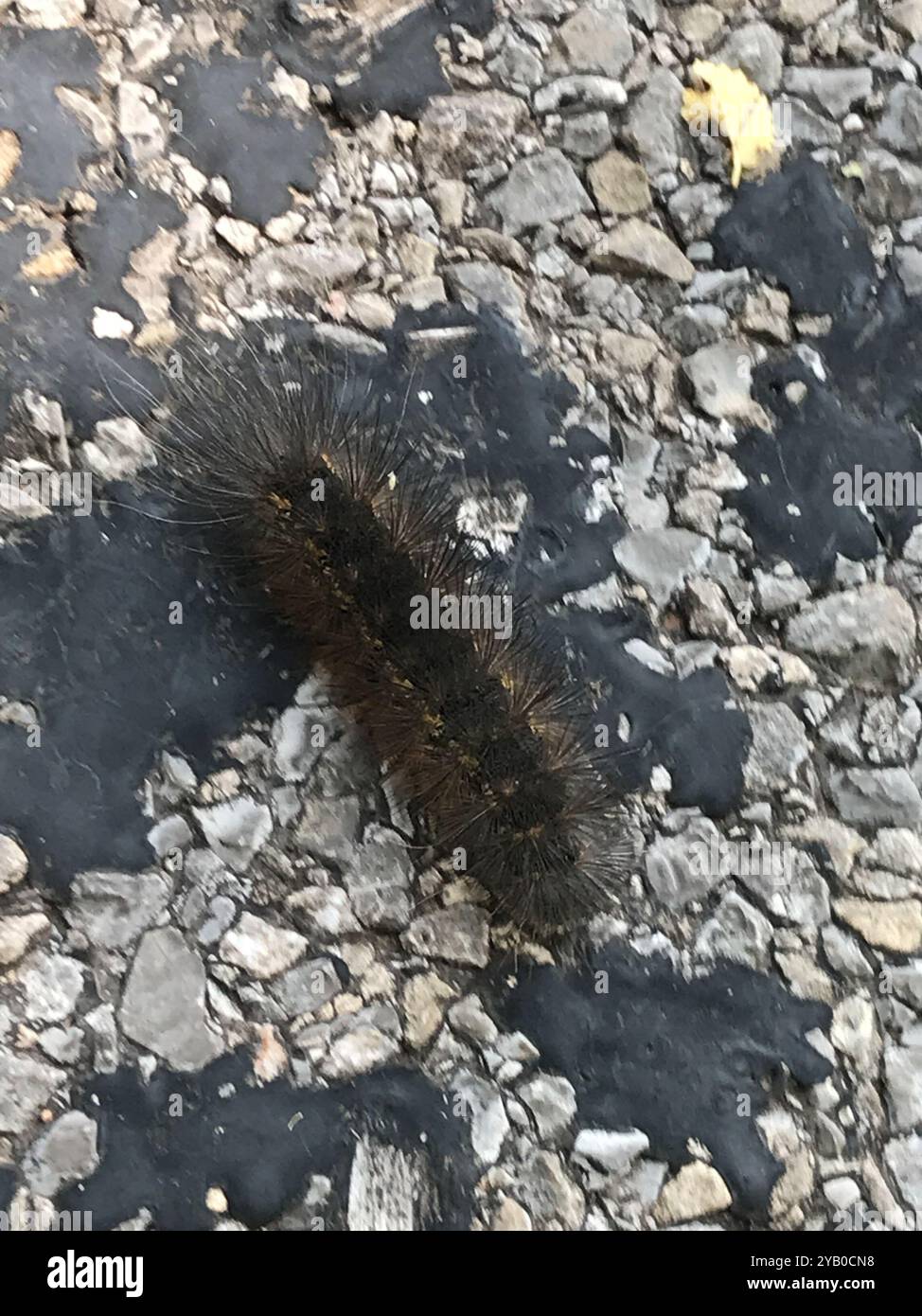 Salt Marsh Moth (Estigmene acrea) Insecta Stock Photo - Alamy