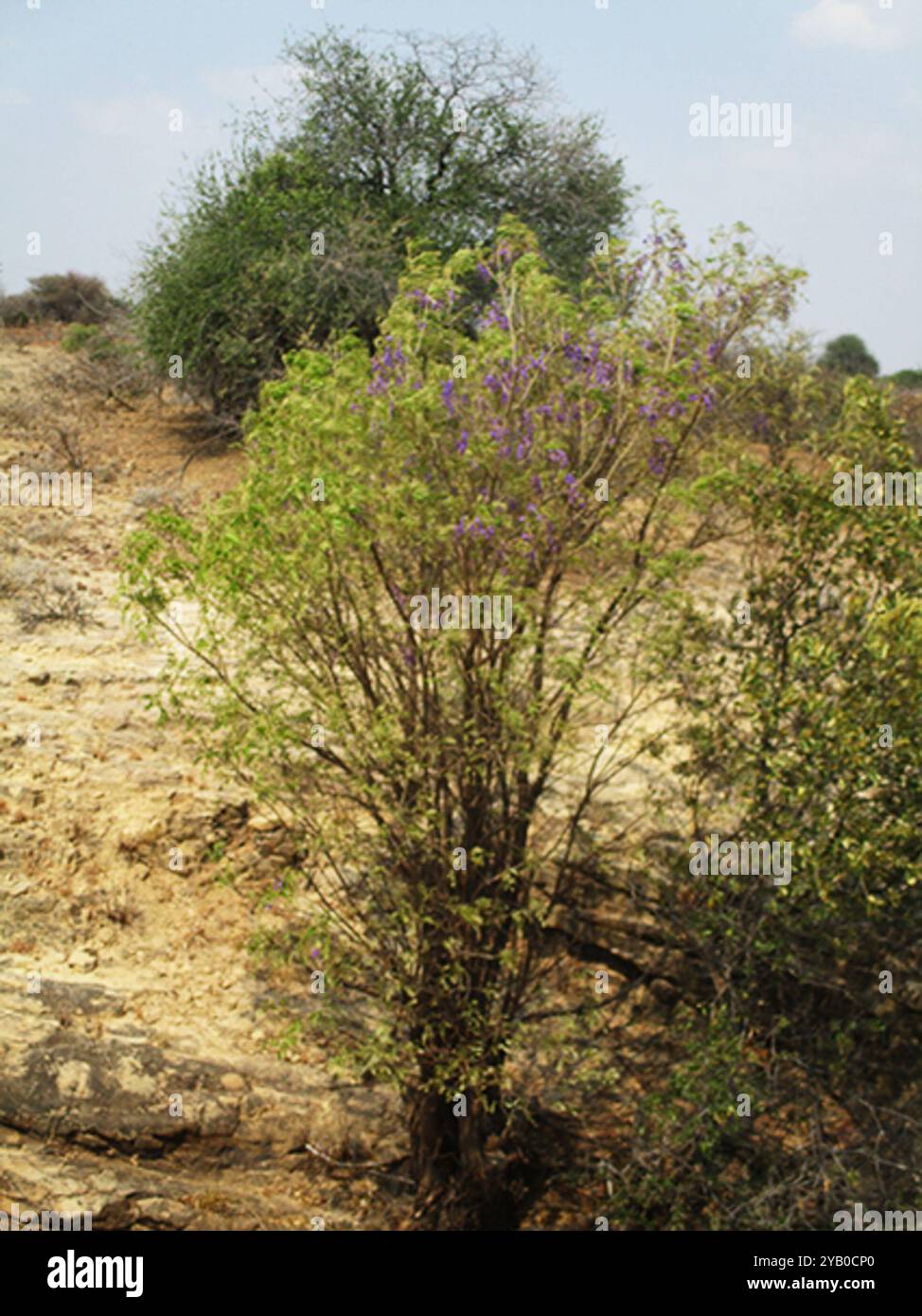 Tree-wisteria (Bolusanthus speciosus) Plantae Stock Photo - Alamy