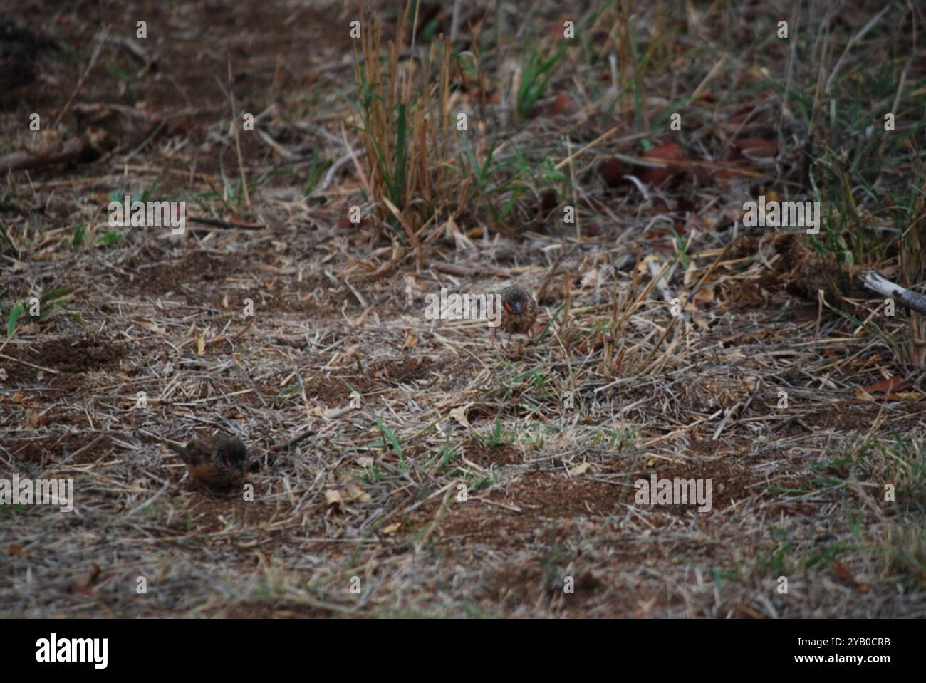 Cut-throat Finch (Amadina fasciata) Aves Stock Photo - Alamy