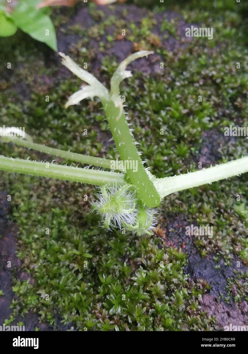 gourd family (Cucurbitaceae) Plantae Stock Photo - Alamy