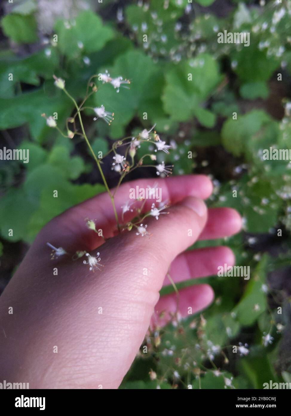 small-flowered alumroot (Heuchera parviflora) Plantae Stock Photo - Alamy