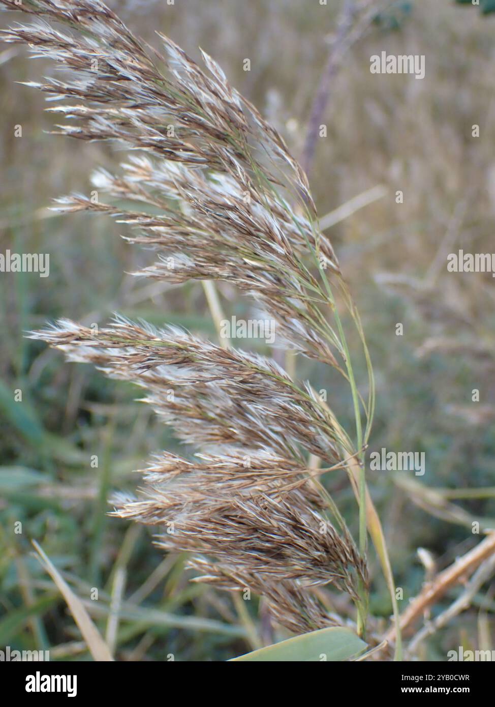 common reed (Phragmites australis) Plantae Stock Photo - Alamy