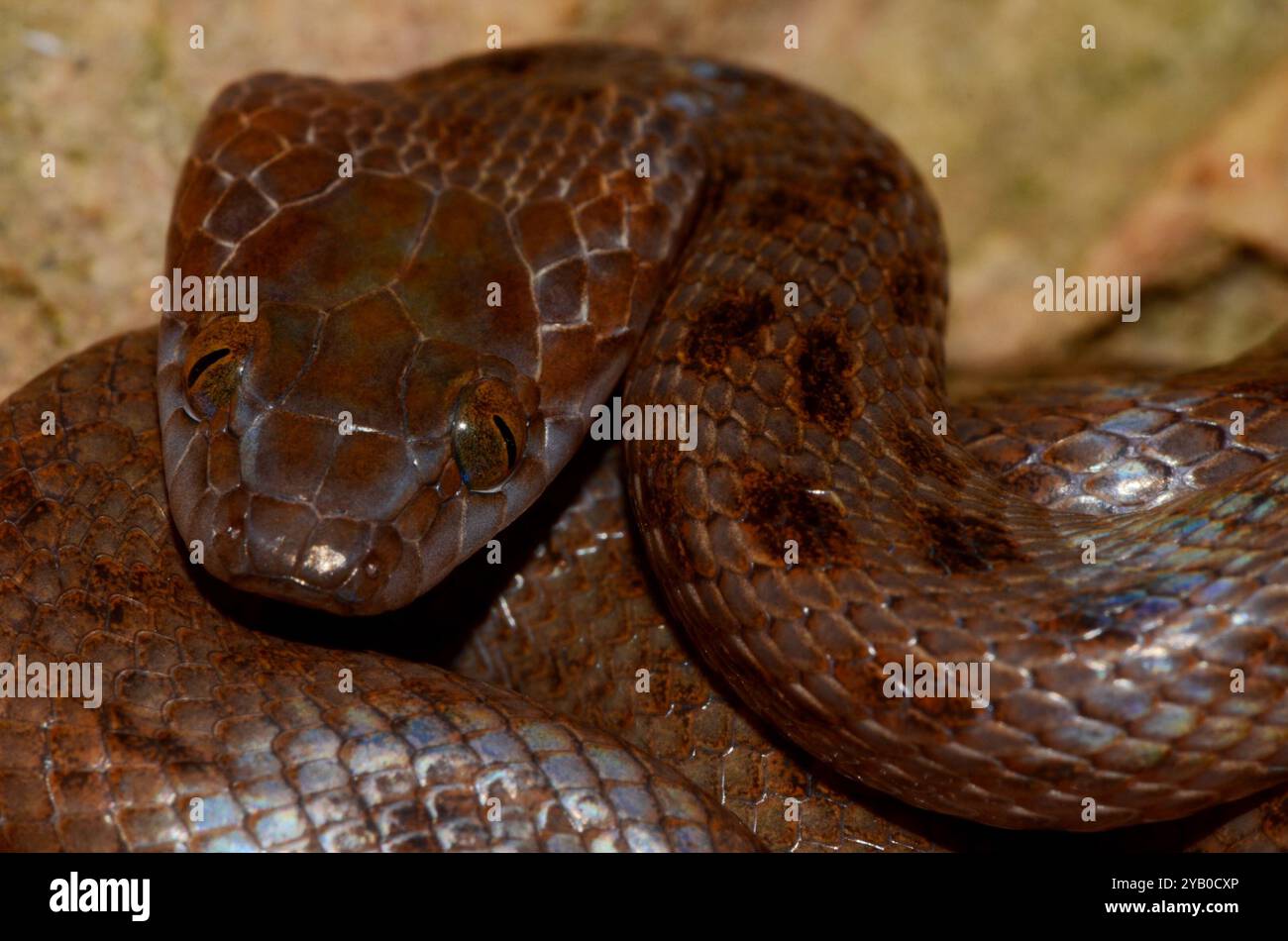 Spotted Rock Snake (Alopecion guttatum) Reptilia Stock Photo - Alamy
