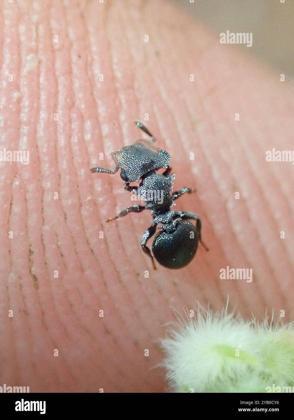 Depressus-group Turtle Ants (Cephalotes depressus) Insecta Stock Photo ...