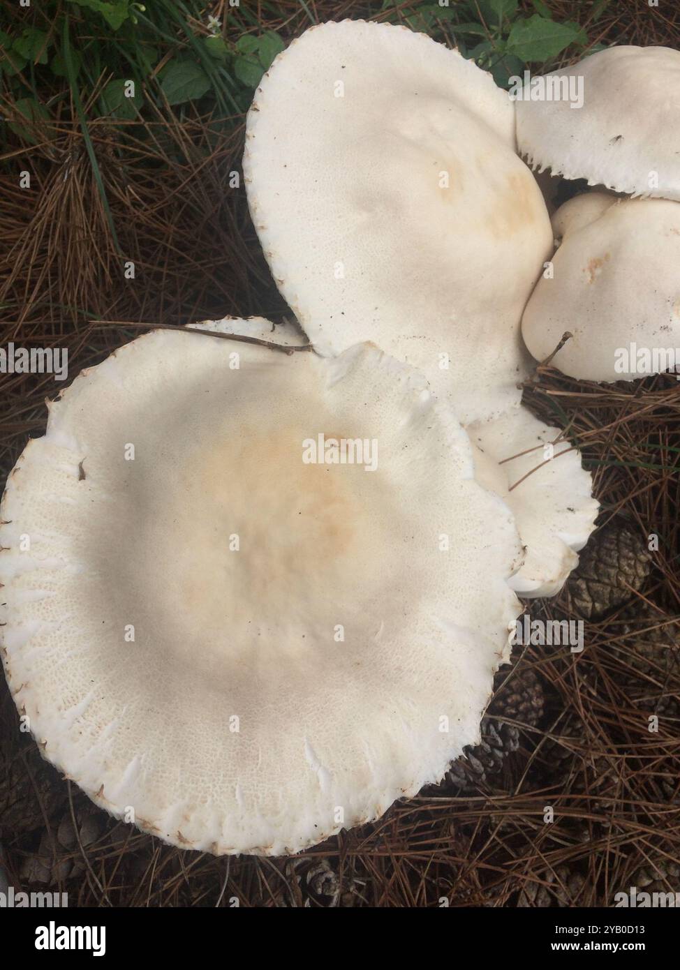 White Dapperling (Leucoagaricus leucothites) Fungi Stock Photo - Alamy