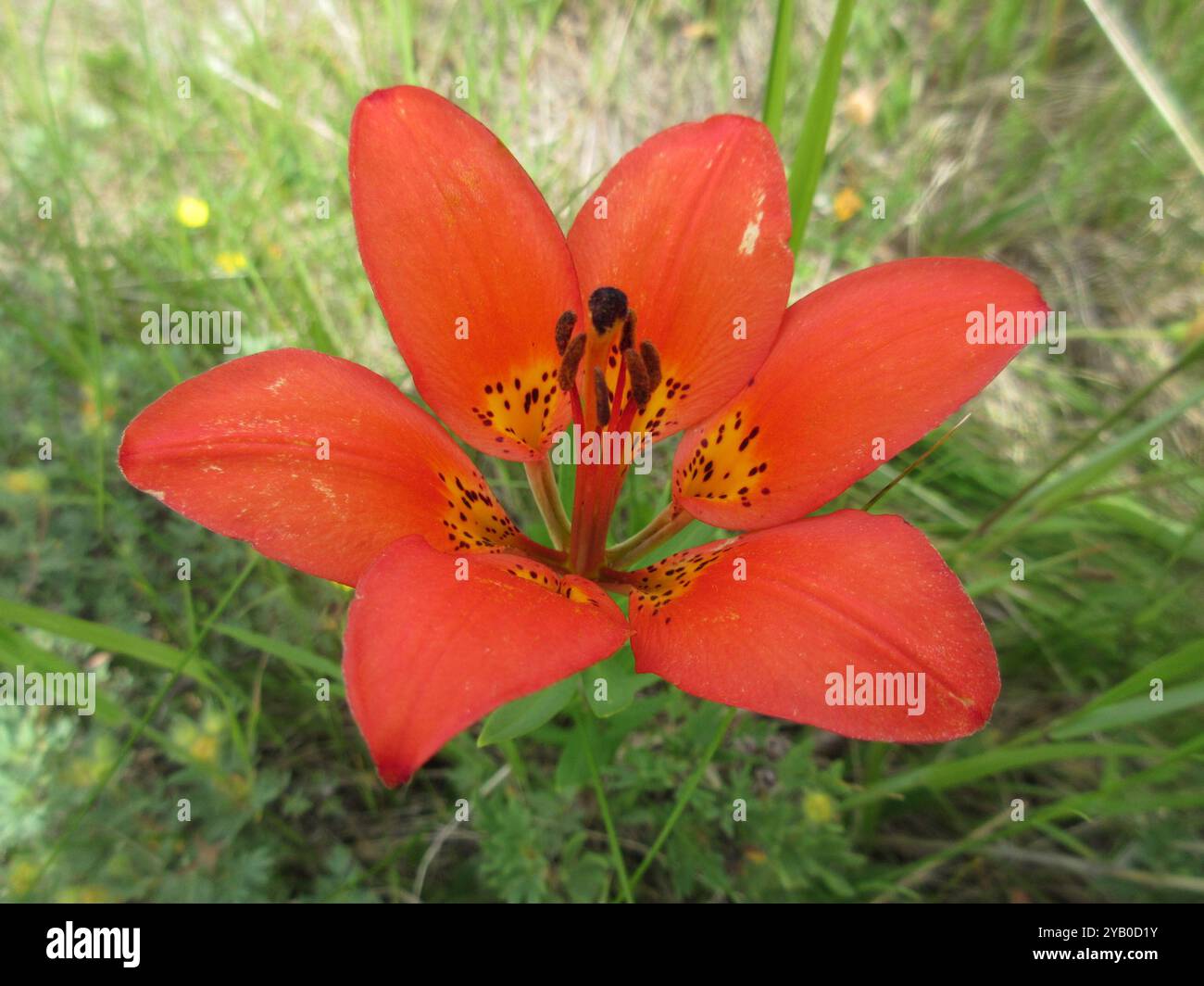 Wood Lily (Lilium philadelphicum) Plantae Stock Photo - Alamy