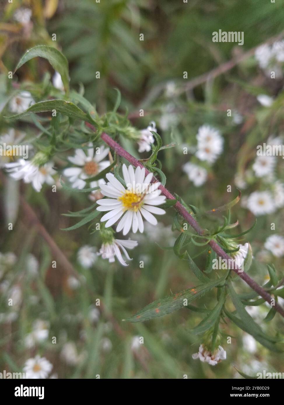 hairy white oldfield aster (Symphyotrichum pilosum) Plantae Stock Photo ...