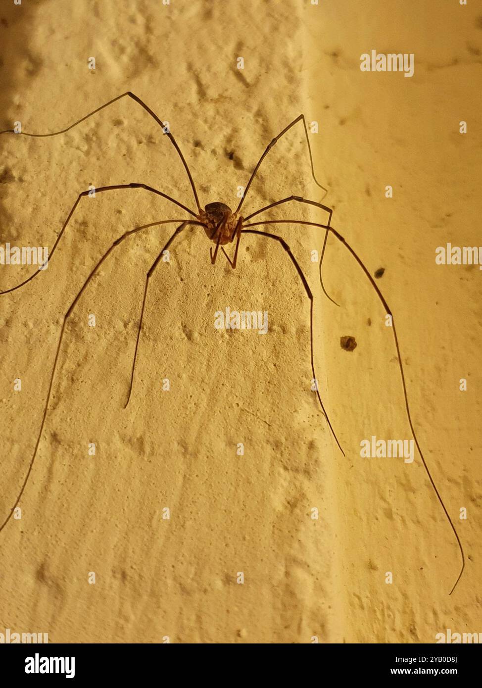 European Harvestman (Phalangium opilio) Arachnida Stock Photo - Alamy