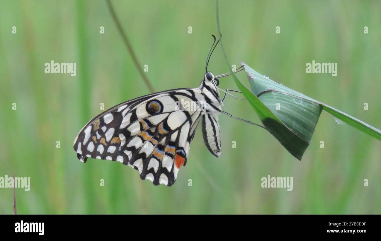 Lime Swallowtail (Papilio demoleus) Insecta Stock Photo - Alamy