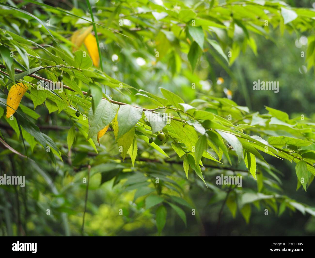 calabur tree (Muntingia calabura) Plantae Stock Photo - Alamy