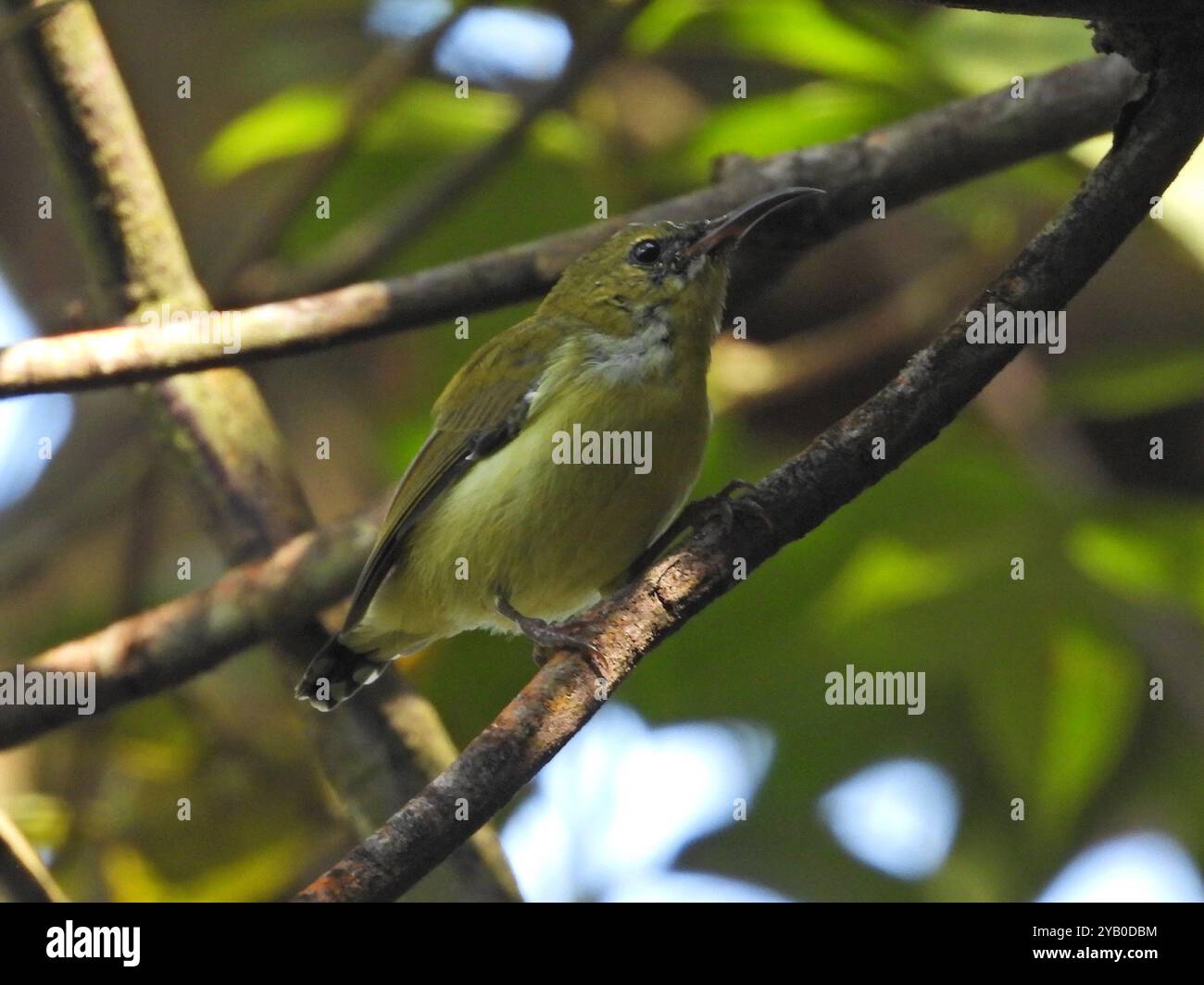 Fork-tailed Sunbird (Aethopyga christinae) Aves Stock Photo - Alamy