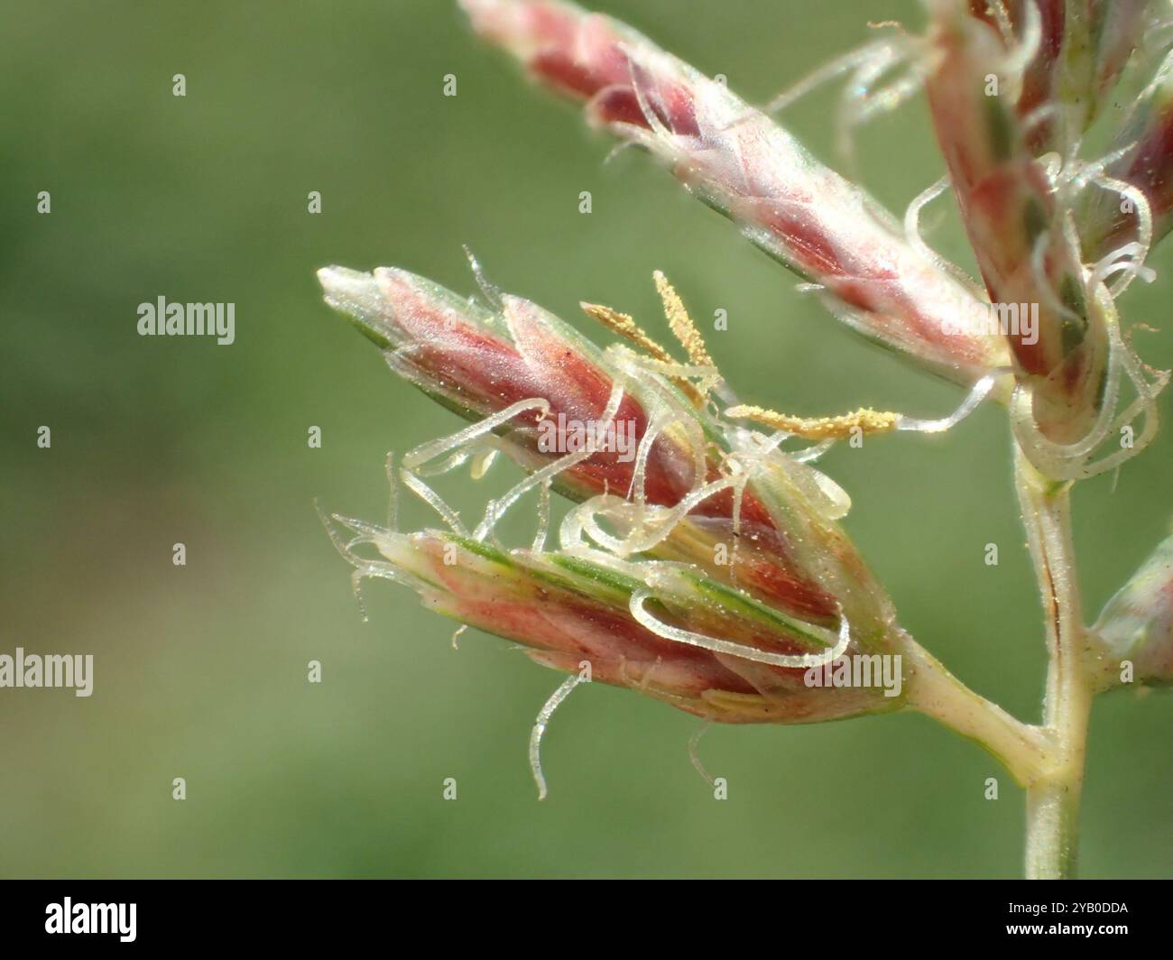 Purple nutsedge (Cyperus rotundus) Plantae Stock Photo - Alamy