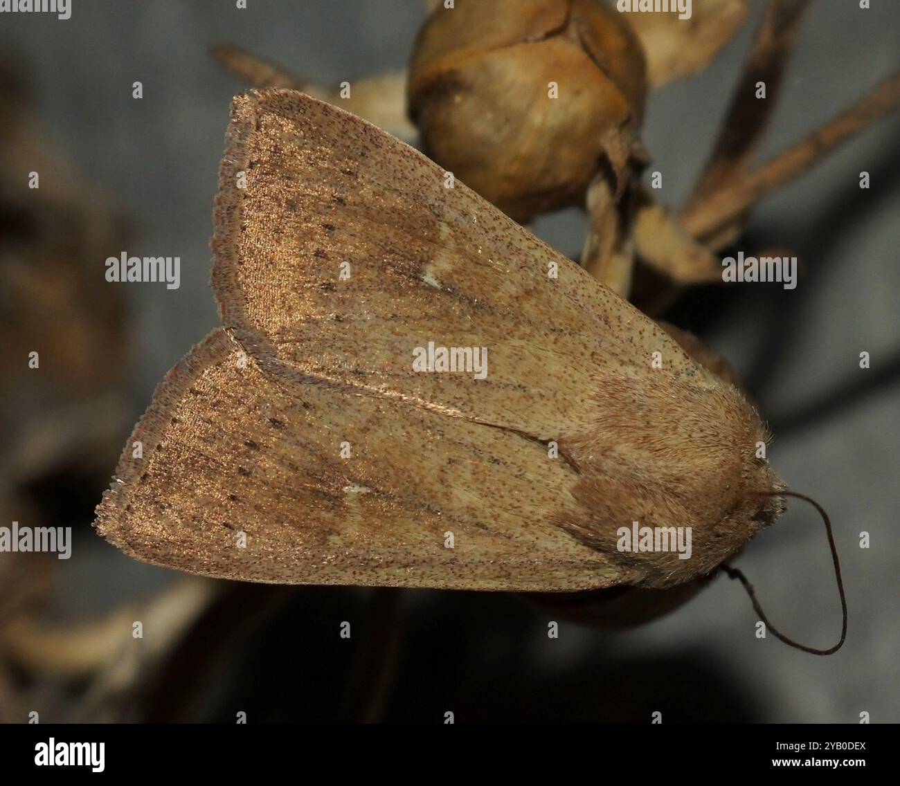 The Clay (Mythimna ferrago) Insecta Stock Photo - Alamy