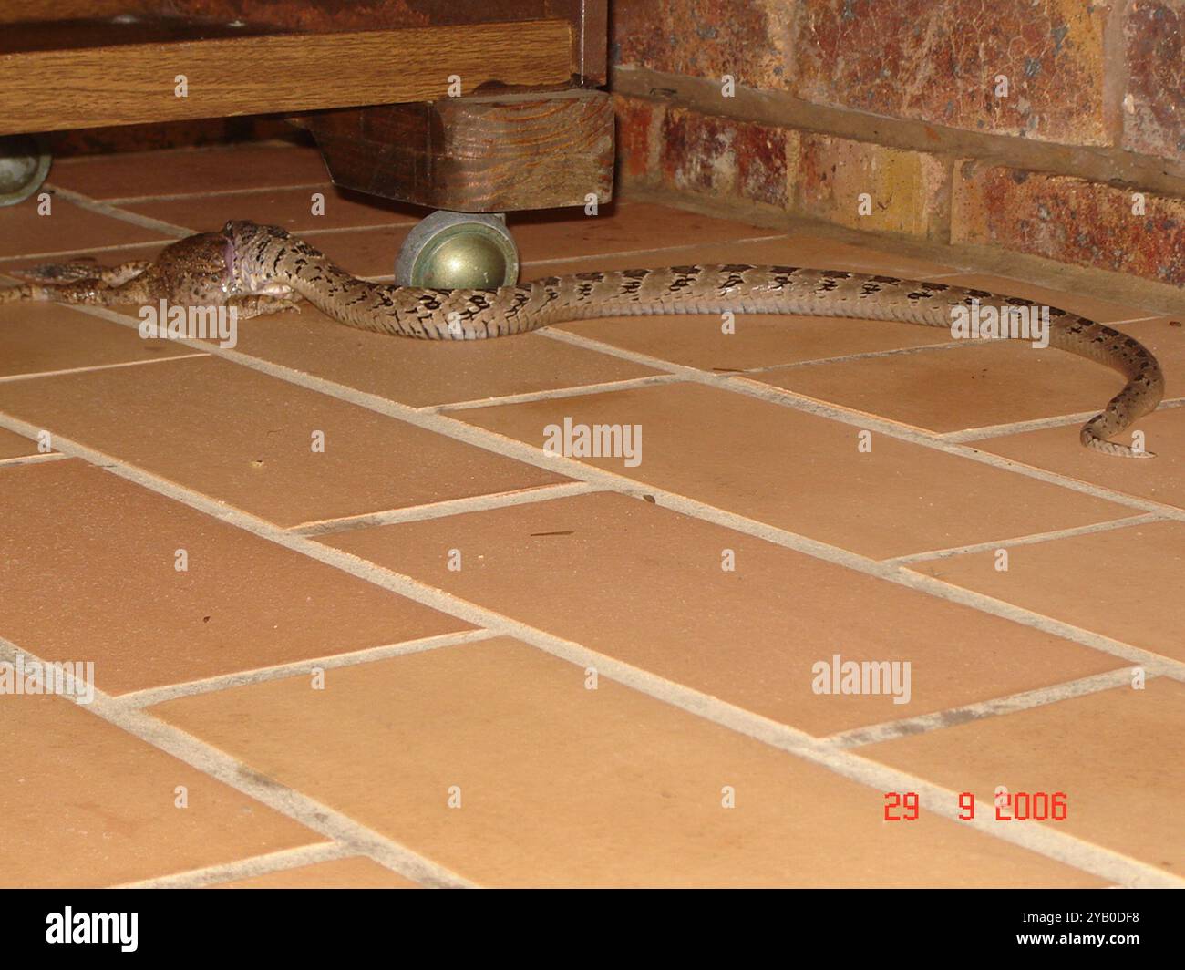 Rhombic Night Adder (Causus rhombeatus) Reptilia Stock Photo - Alamy